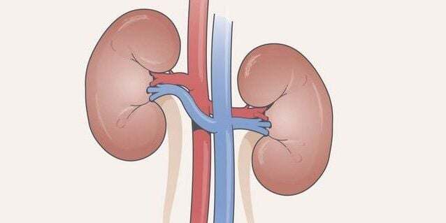 Learn how your kidneys work